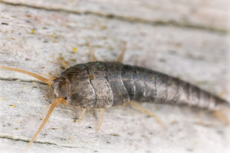 Silvurfiskar - Skaðadjóratænastan